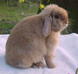 Welcome to Rabbit Hill rabbit breeds