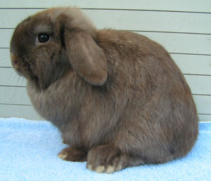 Welcome to Rabbit Hill rabbit breeds
