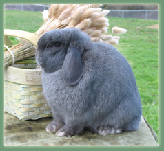 Welcome to Rabbit Hill rabbit breeds