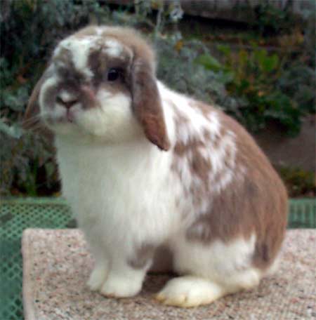 Welcome to Rabbit Hill rabbit breeds