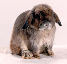 Welcome to Rabbit Hill rabbit breeds