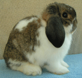 Welcome to Rabbit Hill rabbit breeds