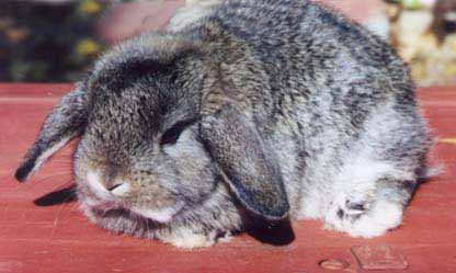 Welcome to Rabbit Hill rabbit photos