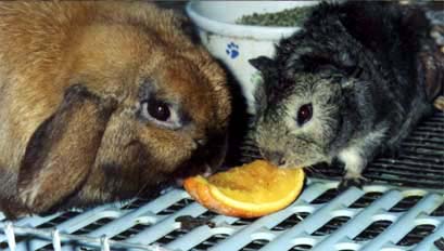 Welcome to Rabbit Hill rabbit photos