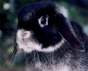 Welcome to Rabbit Hill rabbit breeds