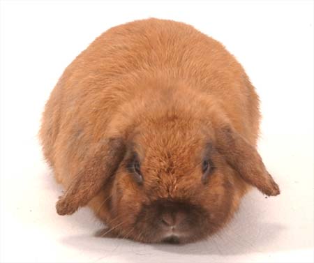 Welcome to Rabbit Hill rabbit photos