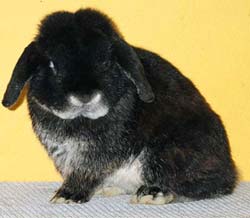 Welcome to Rabbit Hill rabbit breeds