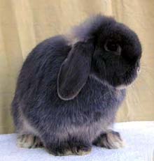 Welcome to Rabbit Hill rabbit breeds